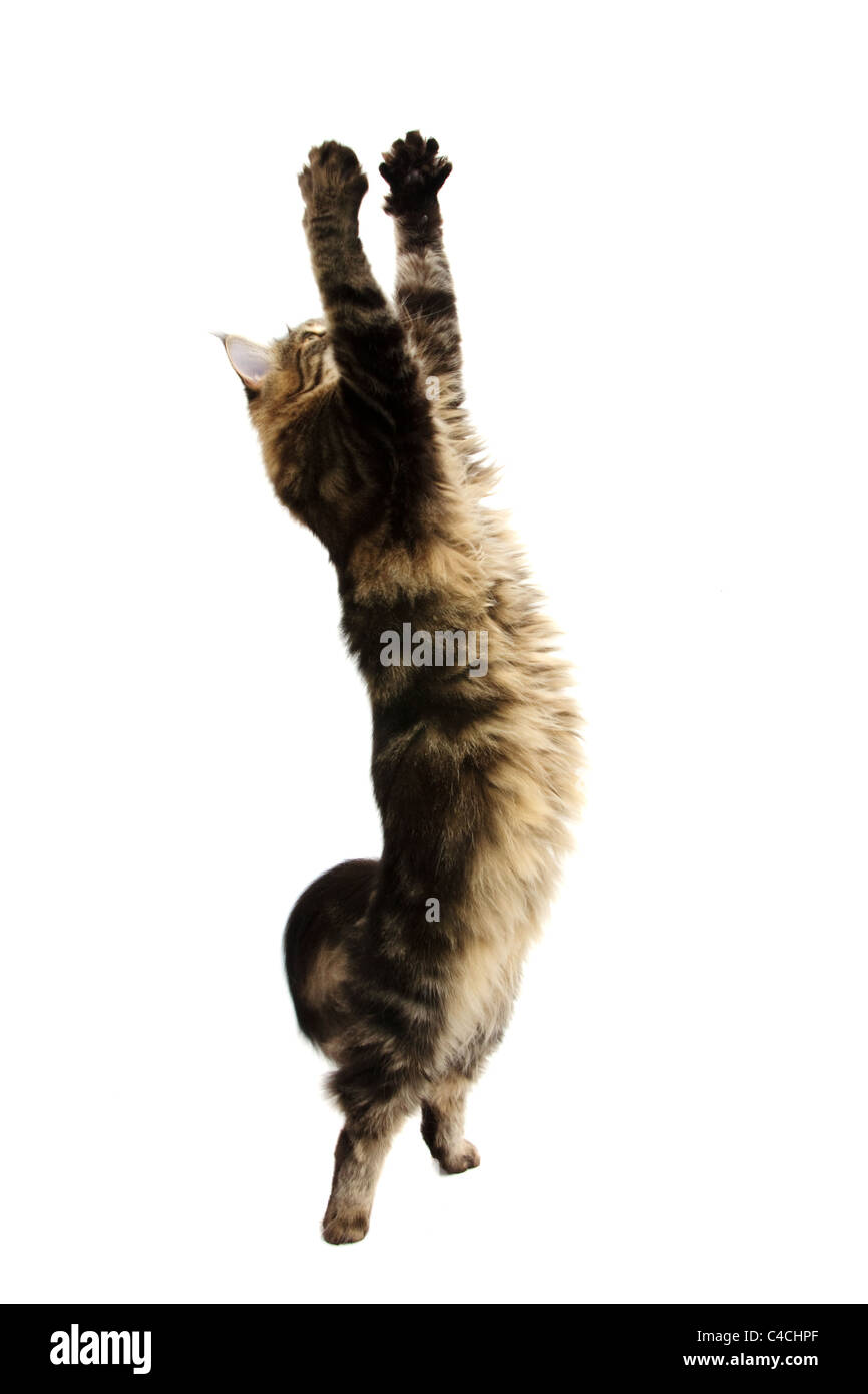 catching cat isolated on white background Stock Photo - Alamy