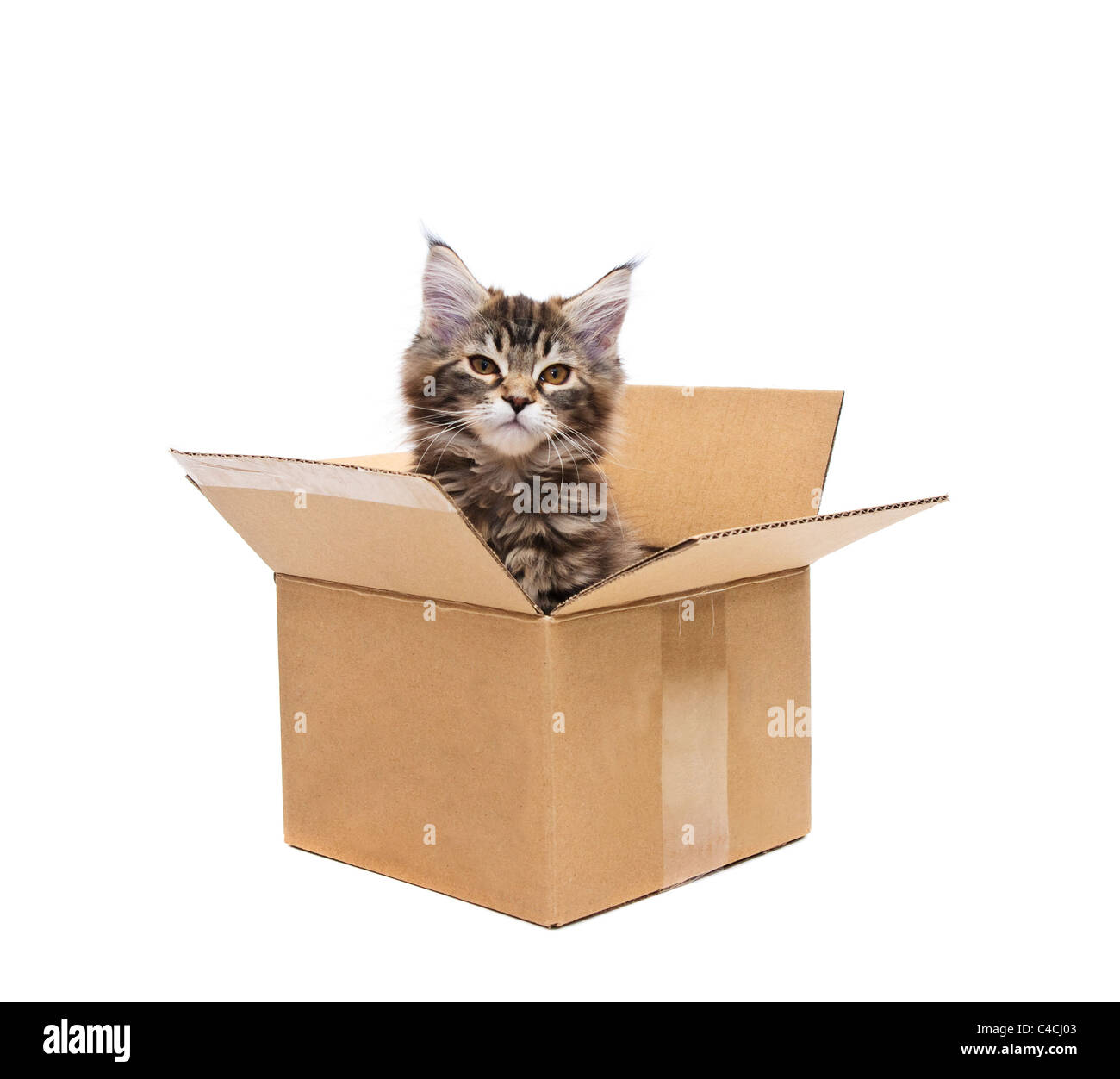 small kitten in box against white background Stock Photo - Alamy