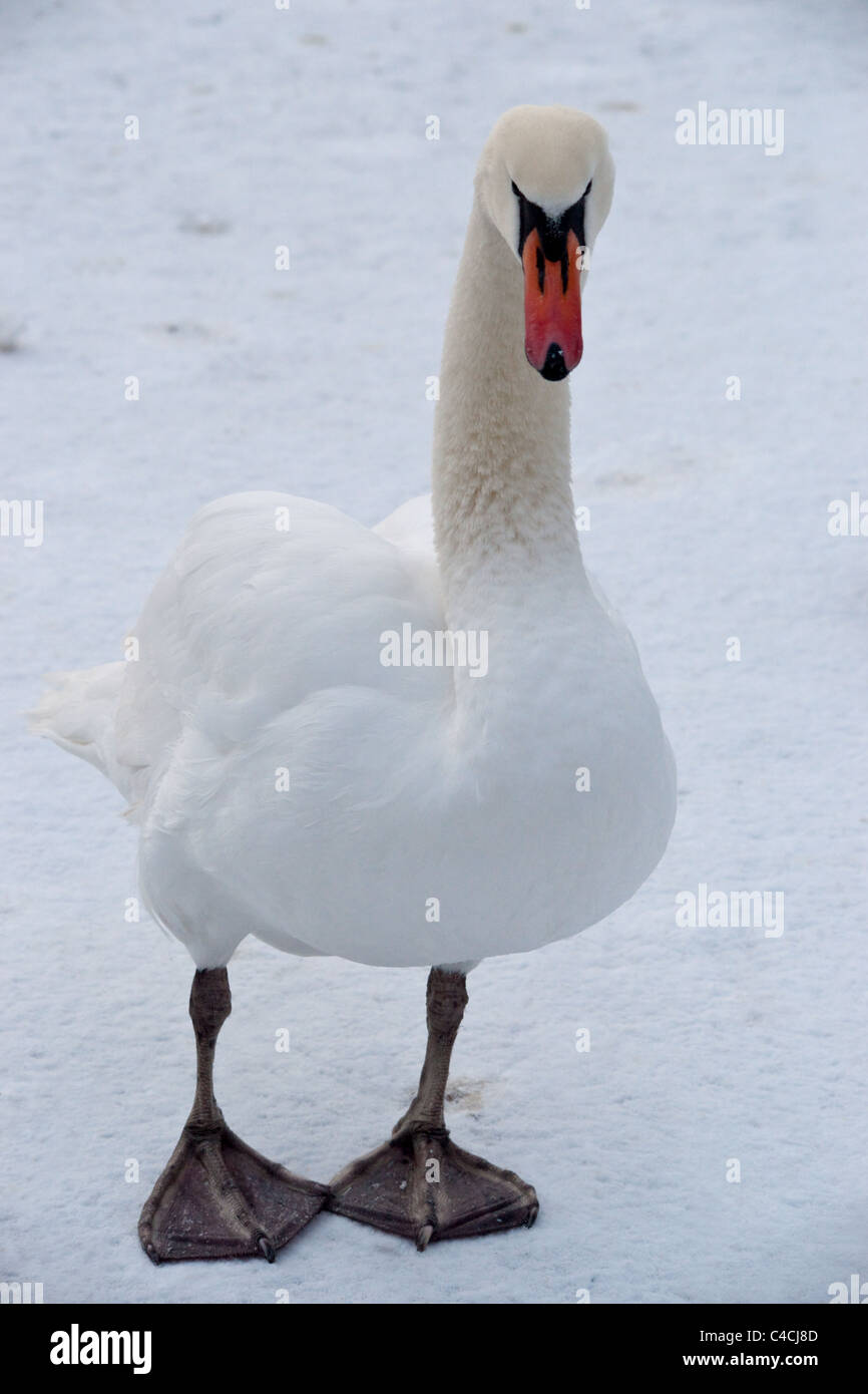 Swan foot hi-res stock photography and images - Alamy