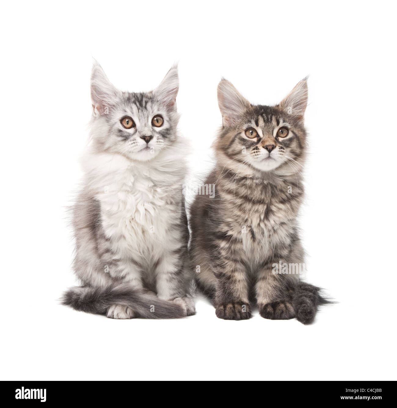 Two fluffy kittens isolated on white background Stock Photo - Alamy