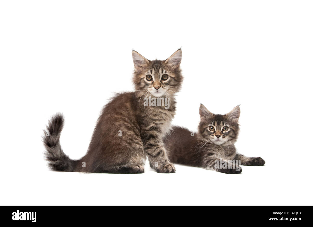 Two fluffy kittens isolated on white background Stock Photo - Alamy