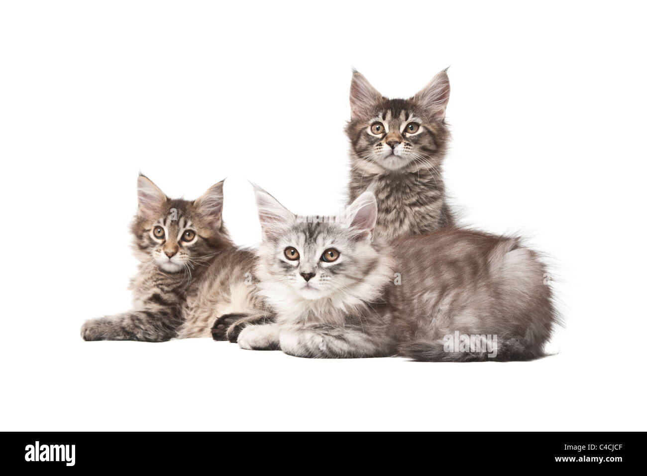 Group of three kittens on a white background Stock Photo - Alamy