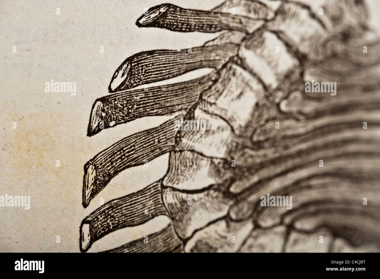 Antique Medical Illustration of a Spine Stock Photo - Alamy