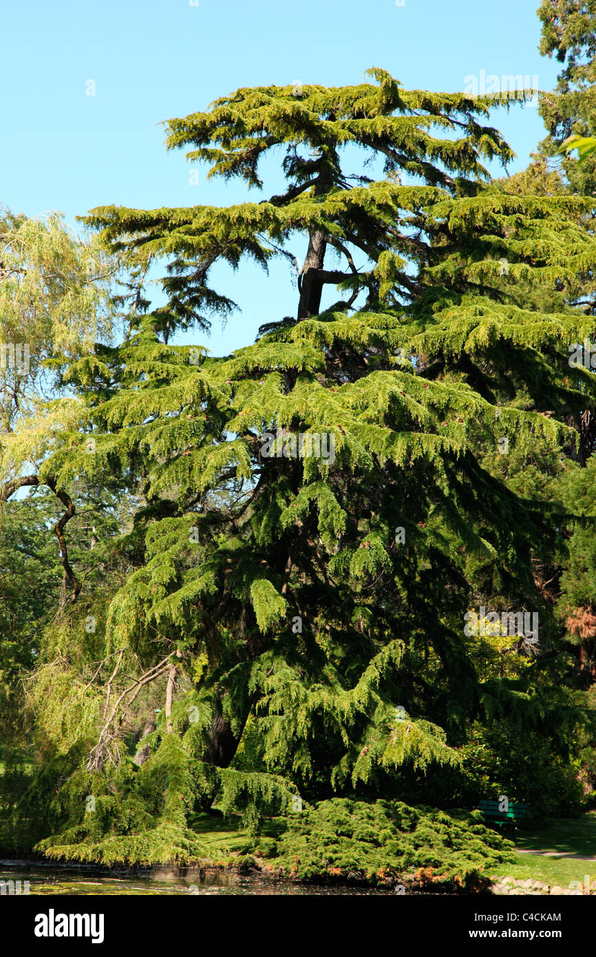 Beacon hill park hi-res stock photography and images - Alamy