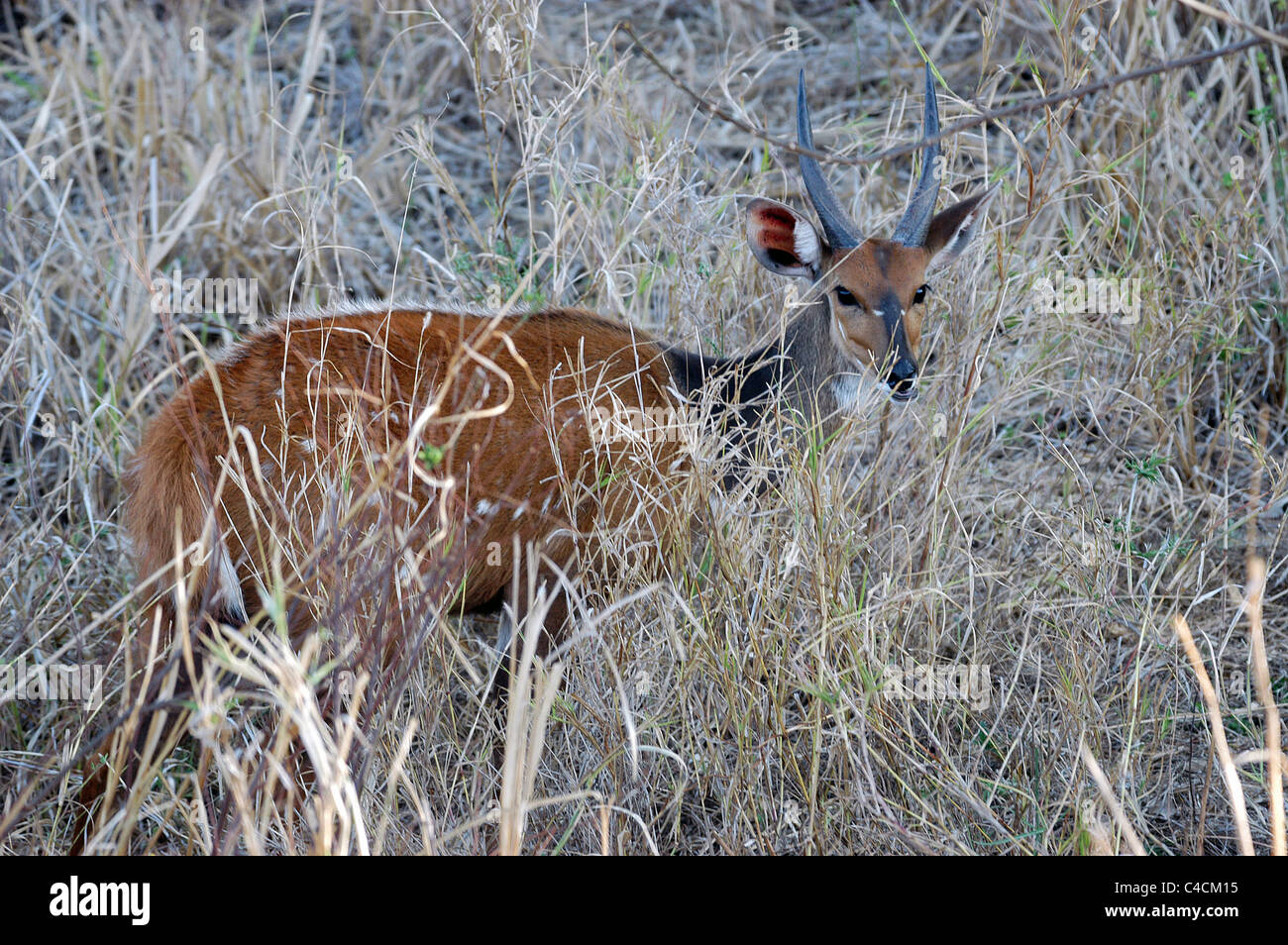 Male Bushbuck,Tsavo West, National Park, Kenya Stock Photo - Alamy