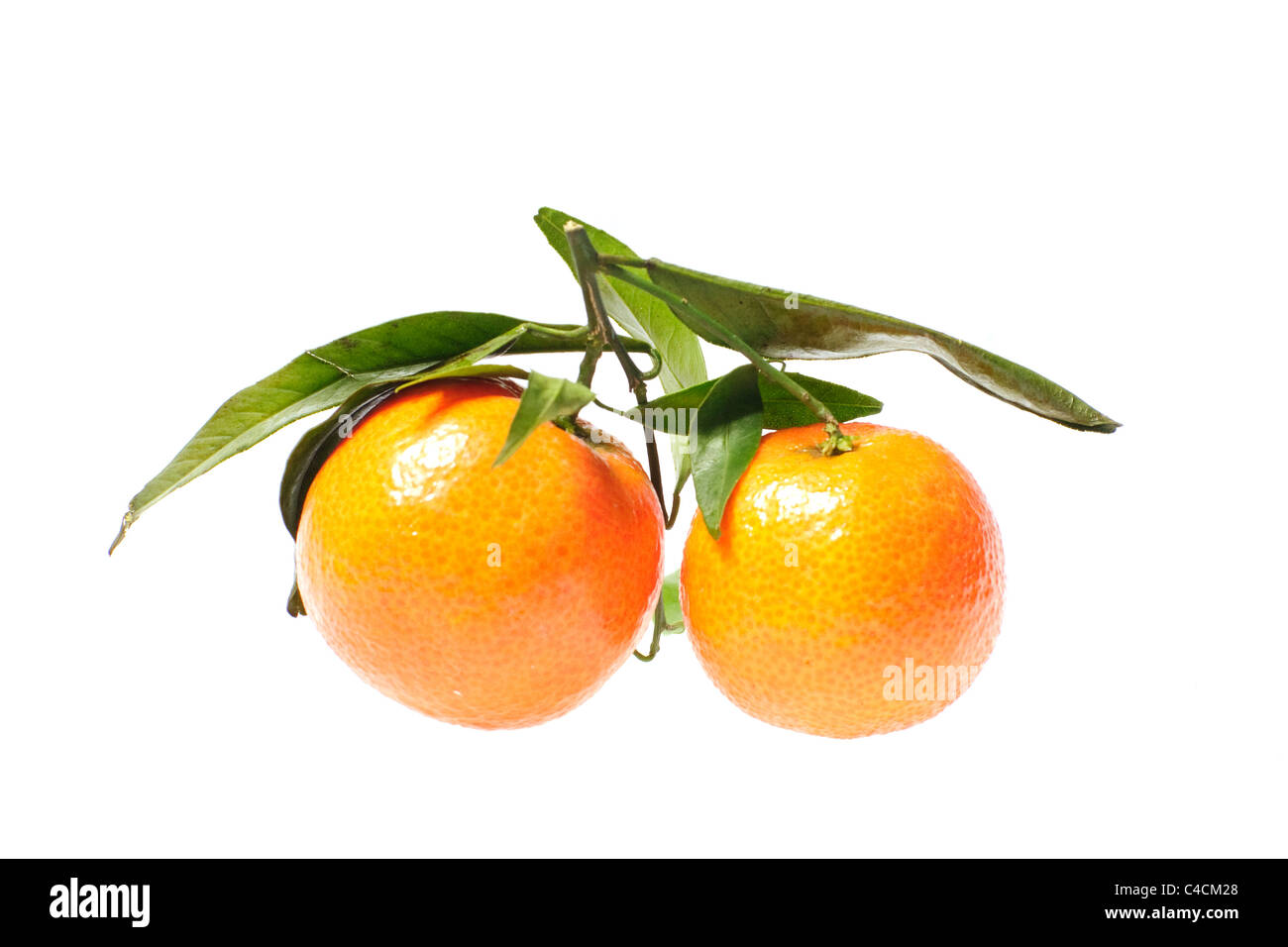 two tangerines with leaves isolated on white background Stock Photo - Alamy