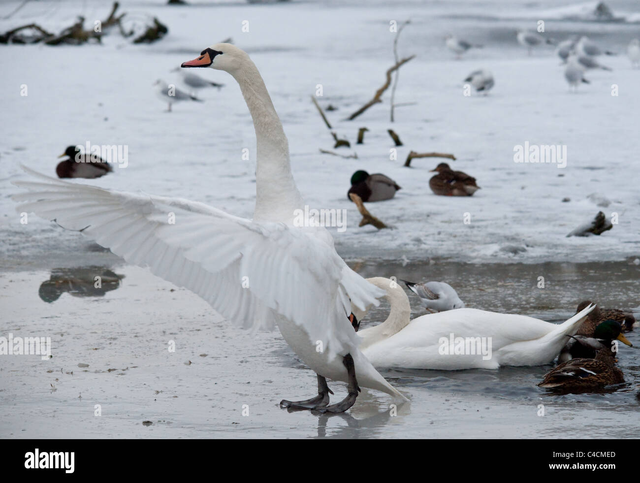 Horizontal shot of a mute swan with wings out stretched standing on ice ...