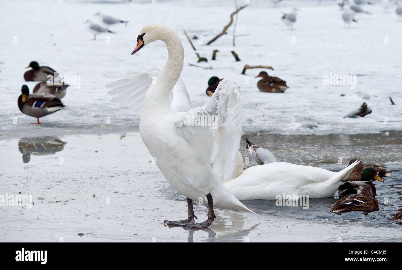 Swan with extended wings hi-res stock photography and images - Alamy