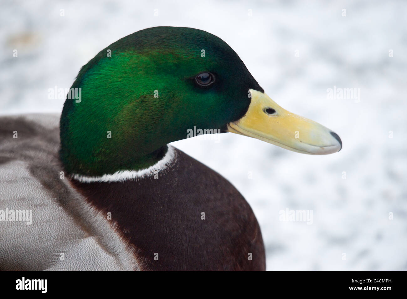 Close up of a male mallards head - side on view Stock Photo - Alamy
