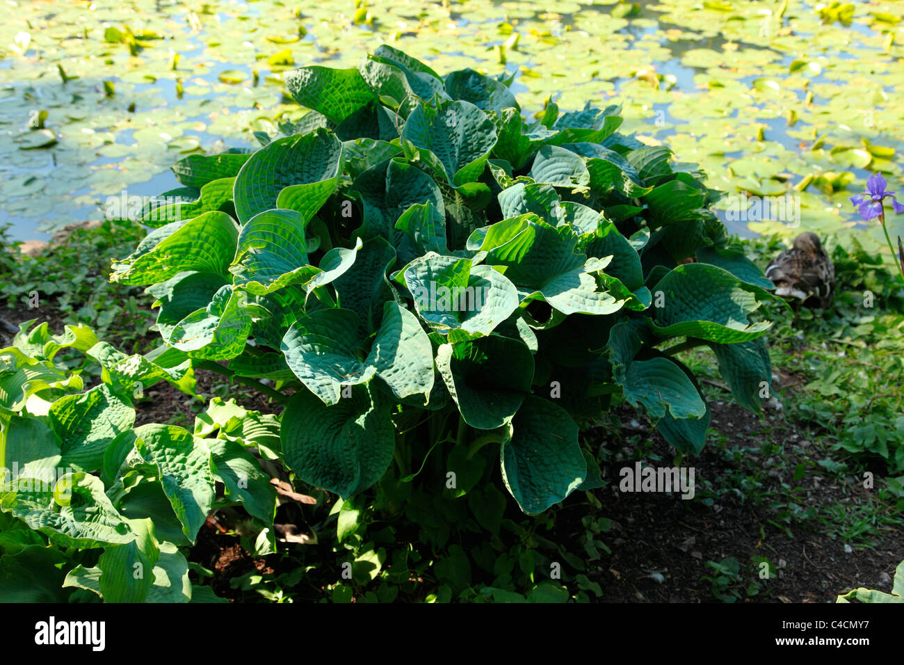 Hosta plants by the pond hi-res stock photography and images - Alamy