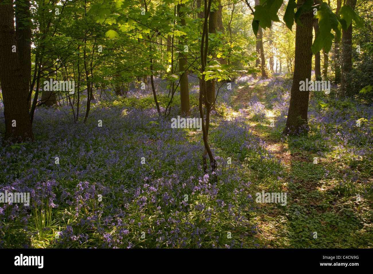 A long landscape shot of a bluebell woodland and meandering path Stock ...