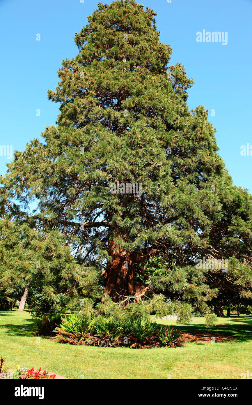 Beacon hill park hi-res stock photography and images - Alamy