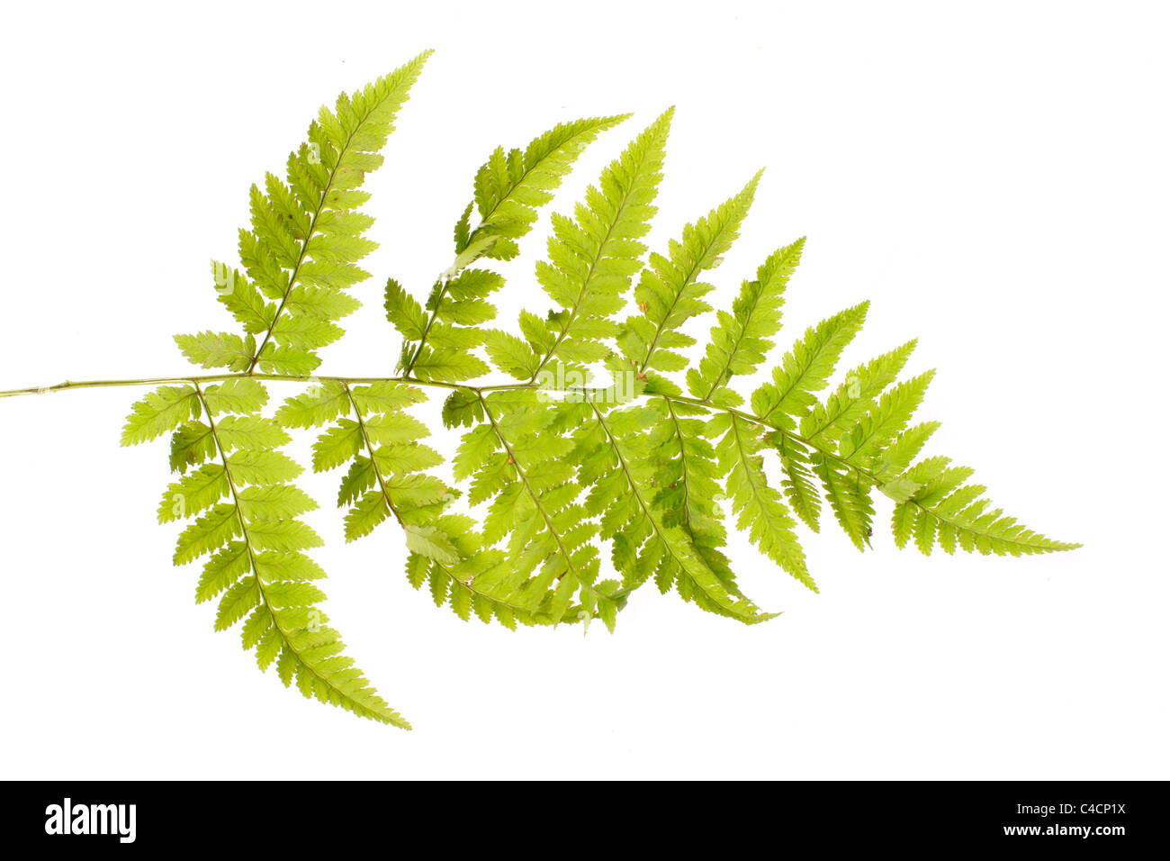 fern isolated on white background Stock Photo - Alamy