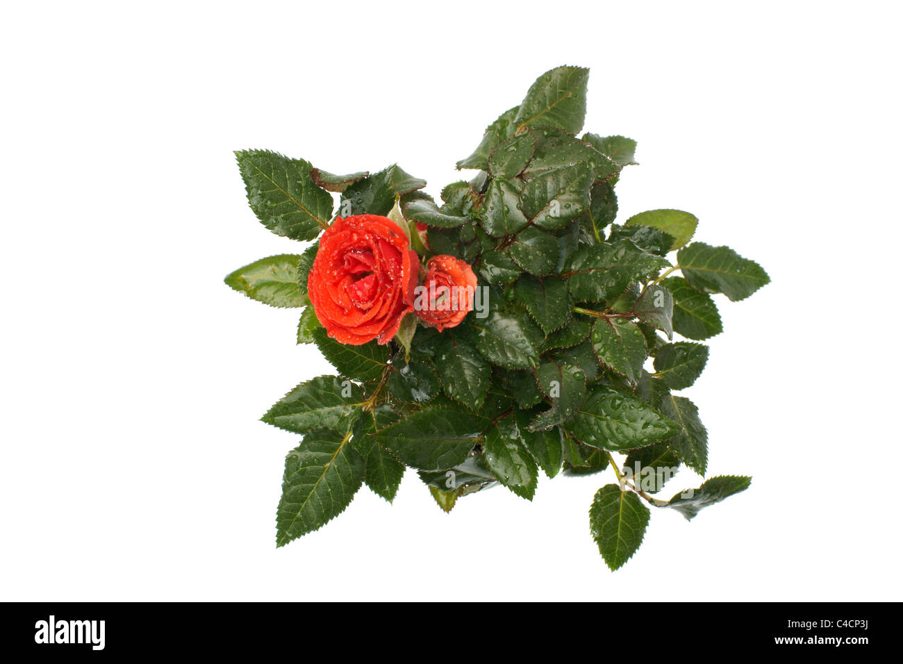 rose above view isolated on white background Stock Photo - Alamy