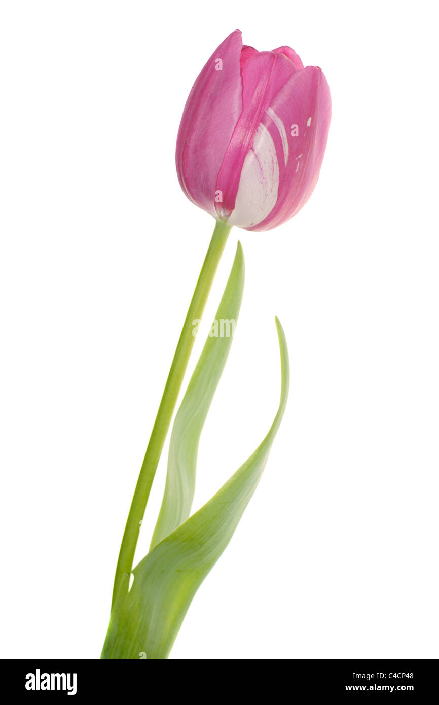 single pink tulip isolated on white background Stock Photo - Alamy