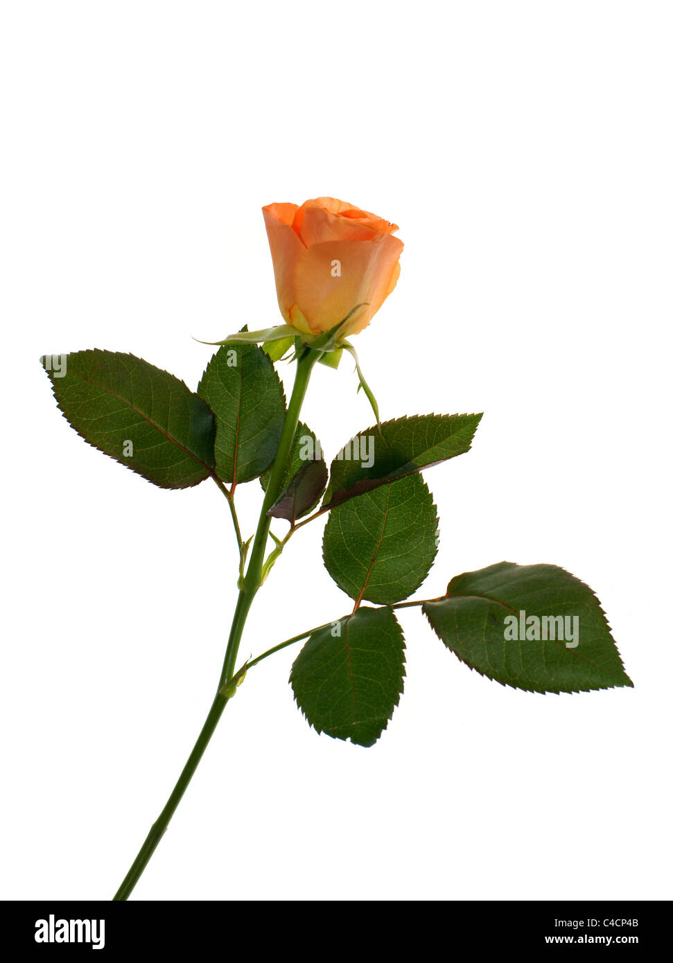 Single rose Cut Out Stock Images & Pictures - Alamy