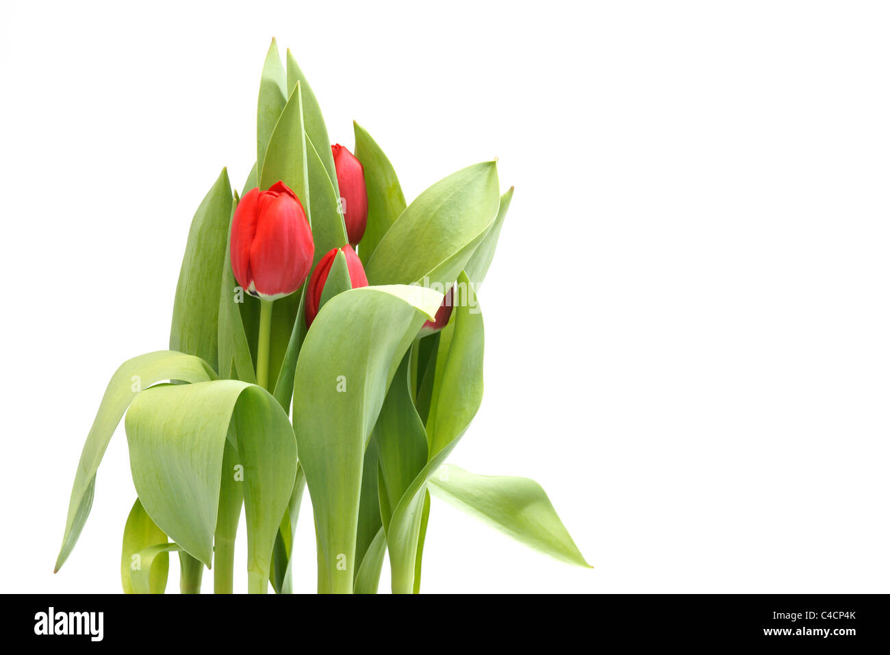 Red white bouquet tulips Cut Out Stock Images & Pictures - Alamy