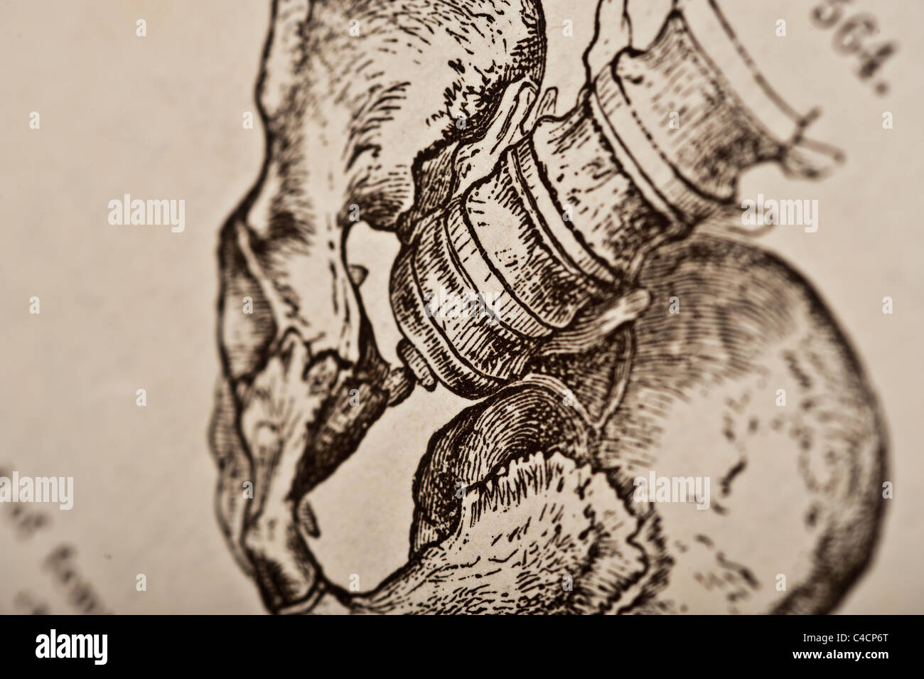 Antique medical illustration of a pelvic bone Stock Photo - Alamy