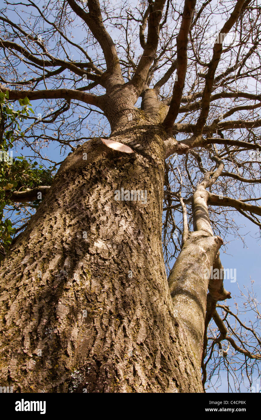 an old oak tree trunk looking up from the ground Stock Photo - Alamy