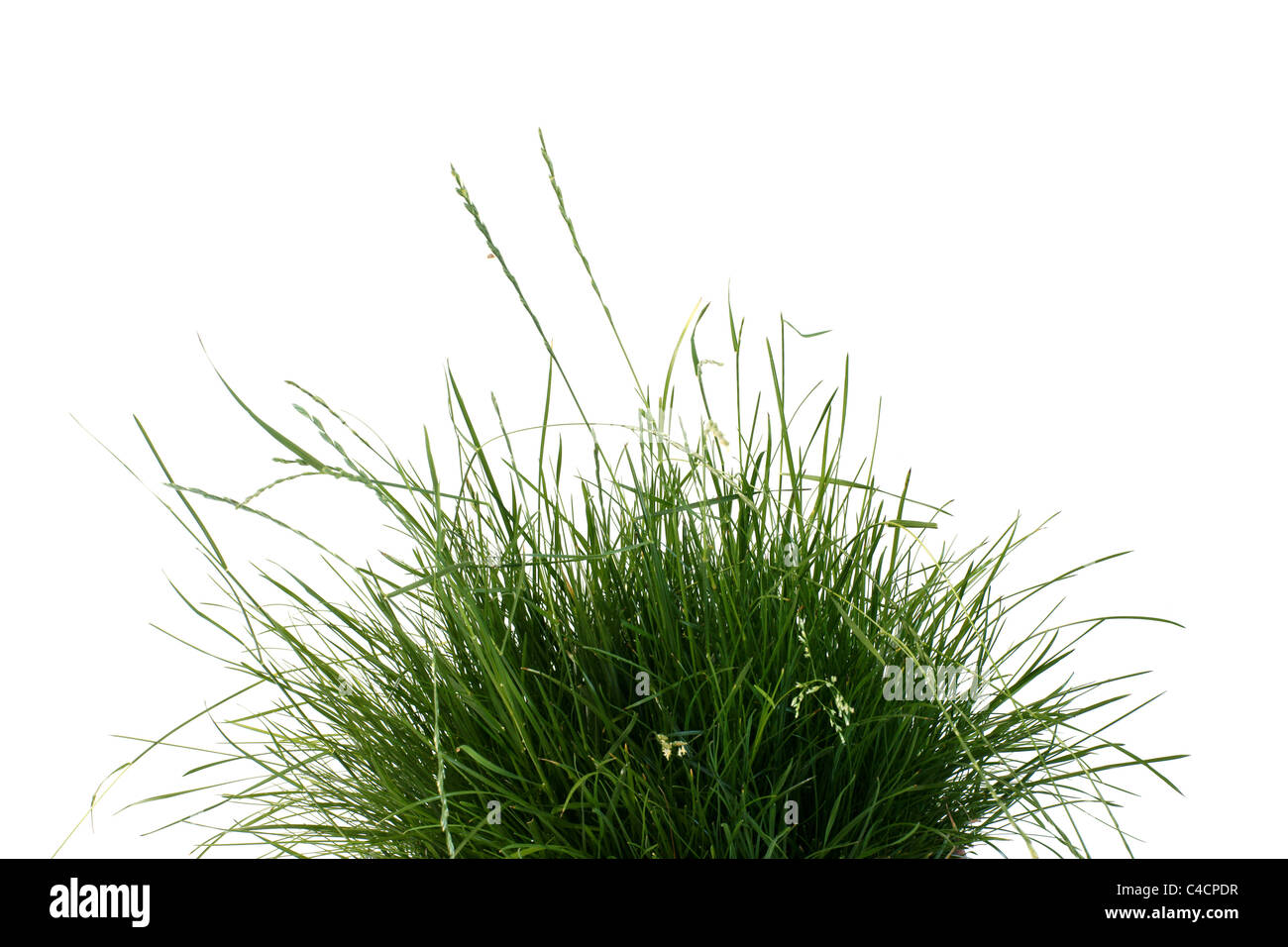 green grass isolated on wihite background Stock Photo - Alamy