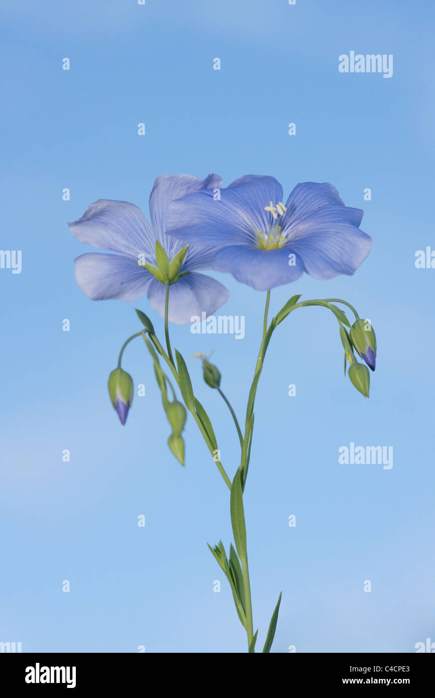 Flower of flax on a clear sky background Stock Photo - Alamy