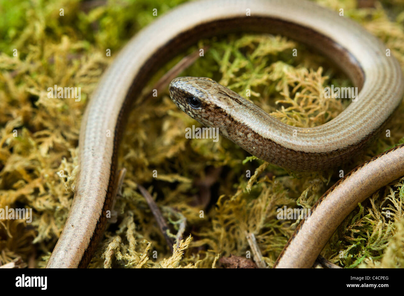 Slow worm hi-res stock photography and images - Alamy