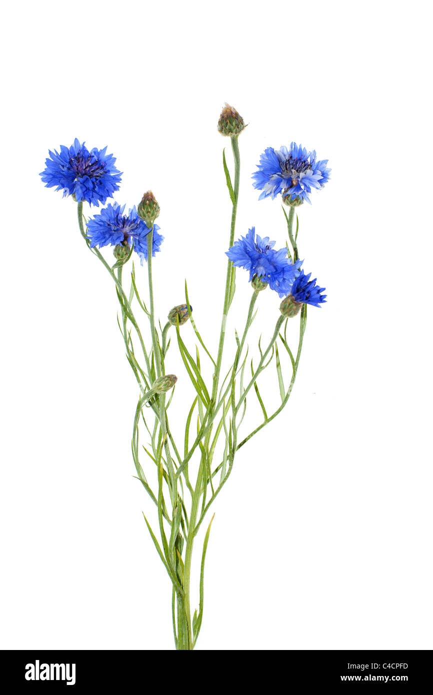 cornflower isolated on white background Stock Photo - Alamy