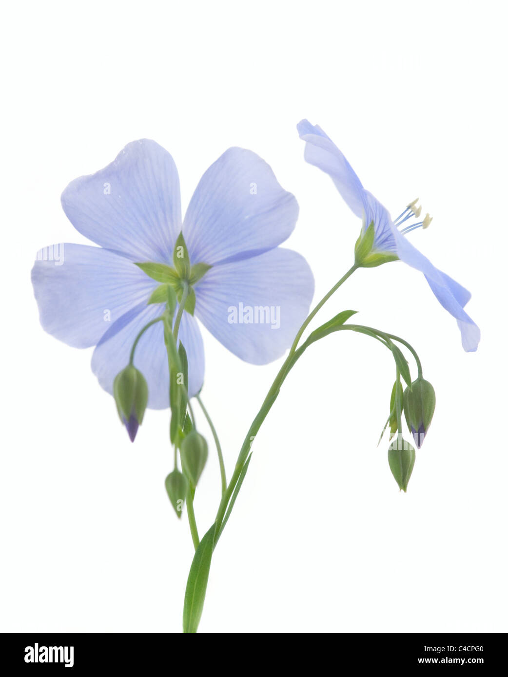 Flower of flax isolated on white background Stock Photo - Alamy