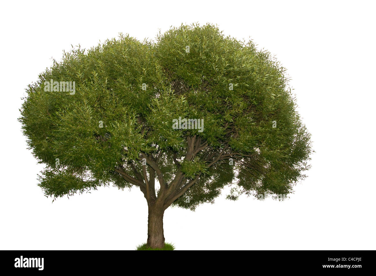 single tree isolated on white background Stock Photo - Alamy