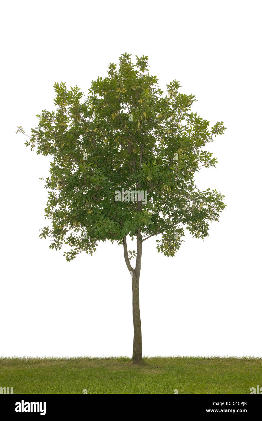 single tree isolated on white background Stock Photo - Alamy