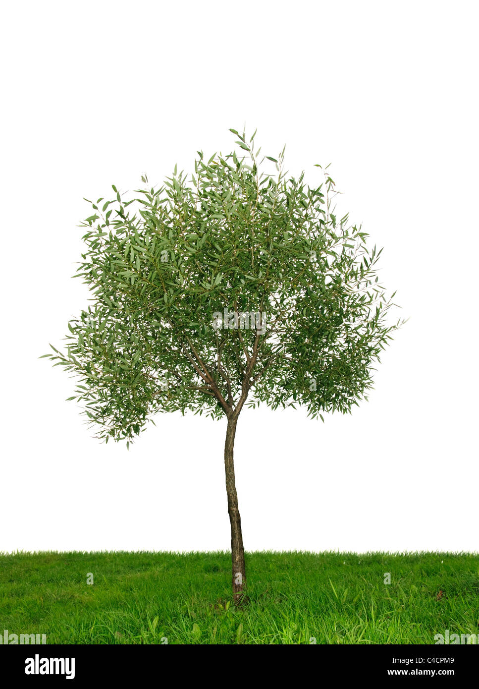 single tree isolated on white background Stock Photo - Alamy