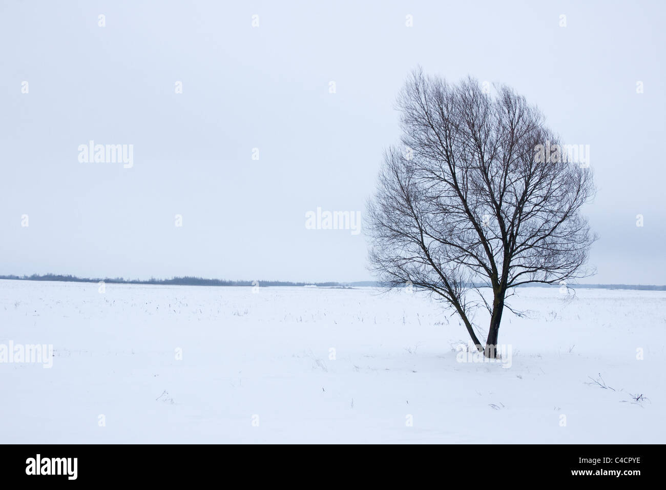 Lonely tree in a snow-covered field Stock Photo - Alamy