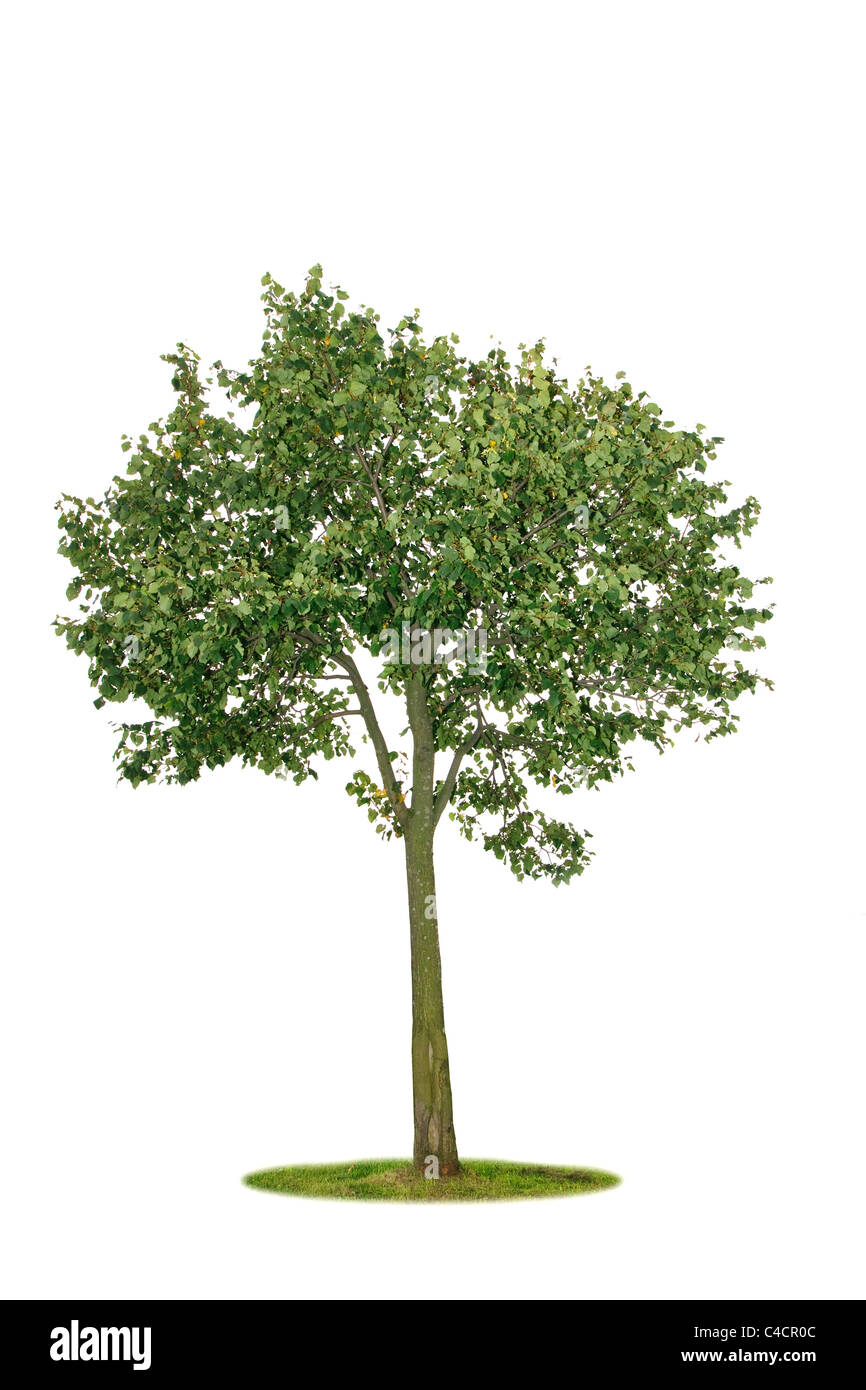 tree isolated on white background Stock Photo - Alamy