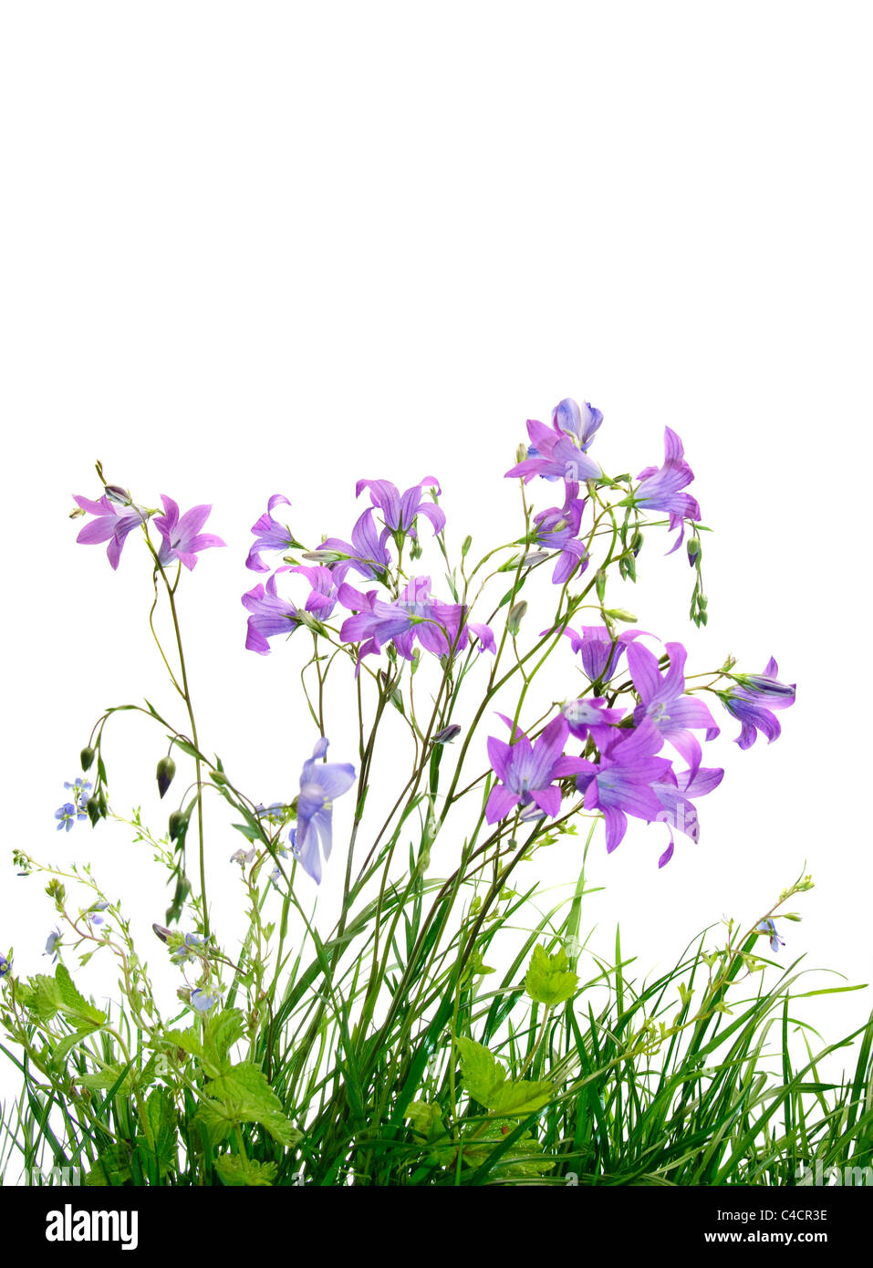 wild flowers and grass isolated on white background Stock Photo - Alamy