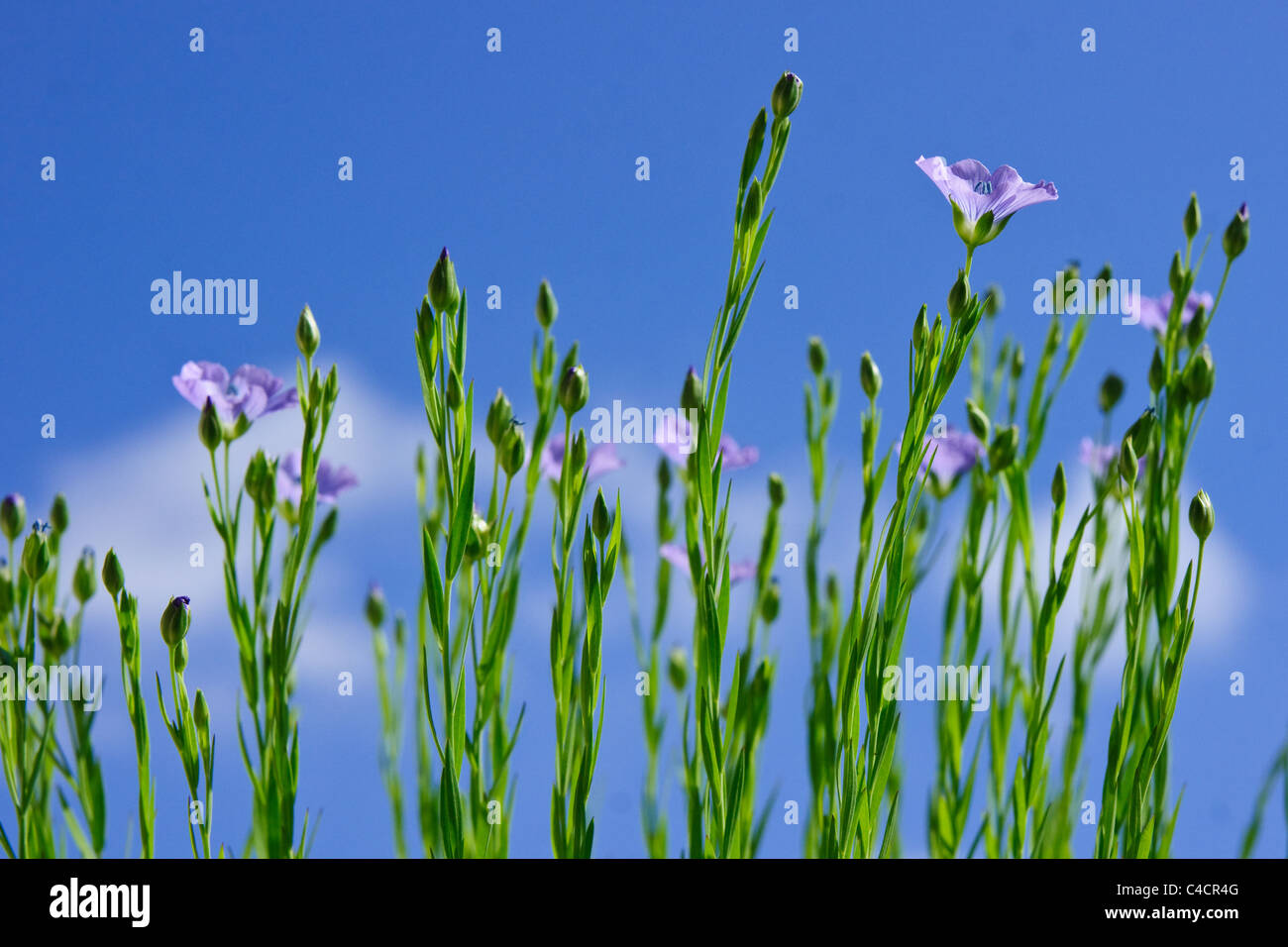 Cultivated Flax High Resolution Stock Photography and Images - Alamy