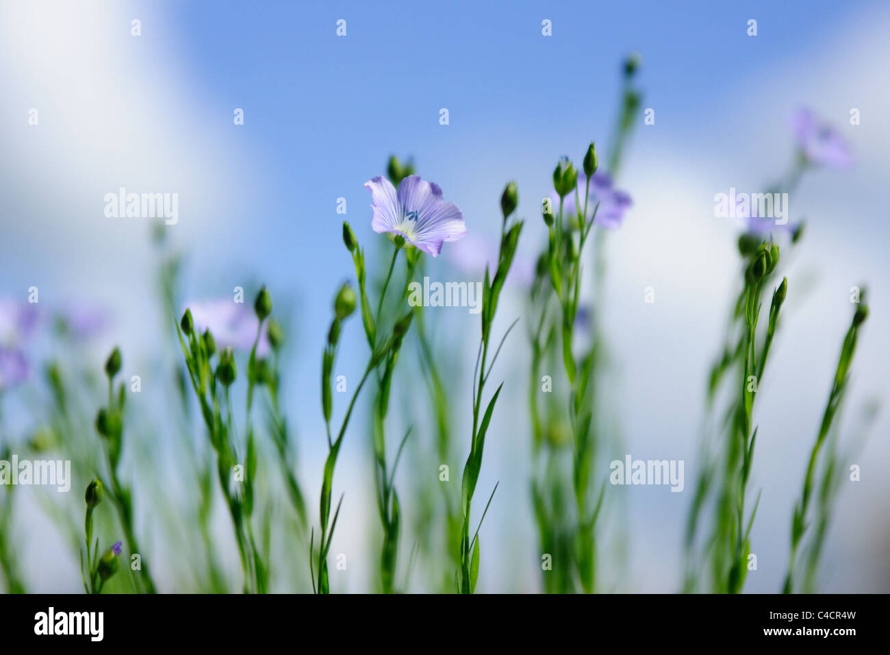 flower of flax Stock Photo - Alamy