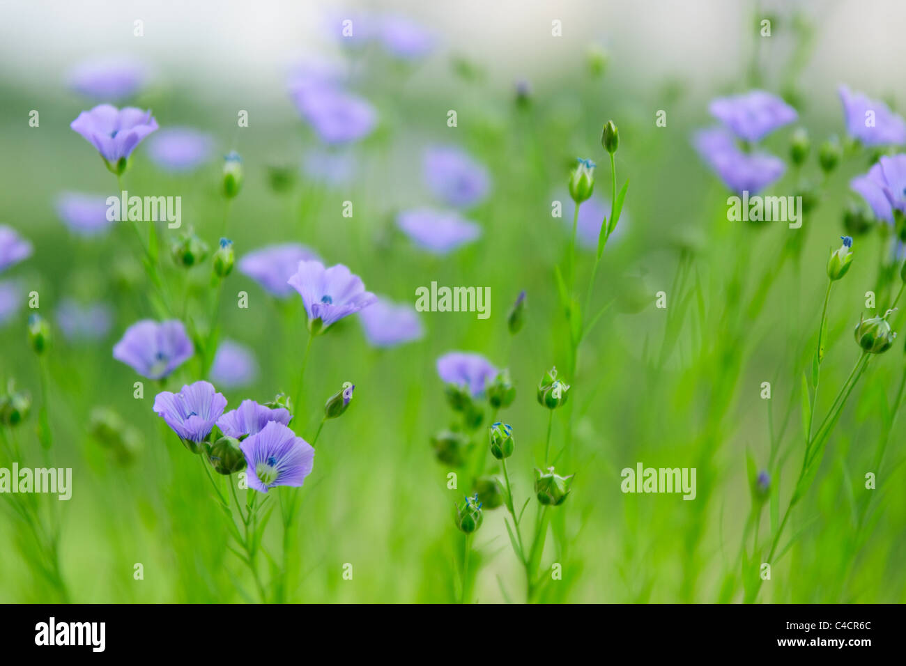 flowers of flax Stock Photo - Alamy