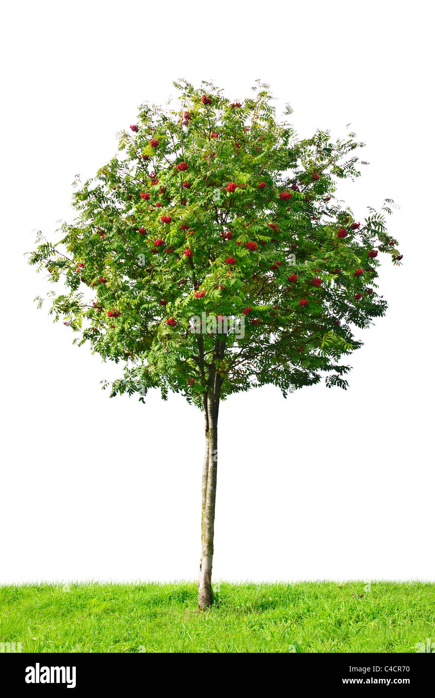 rowan tree isolated on white background Stock Photo - Alamy