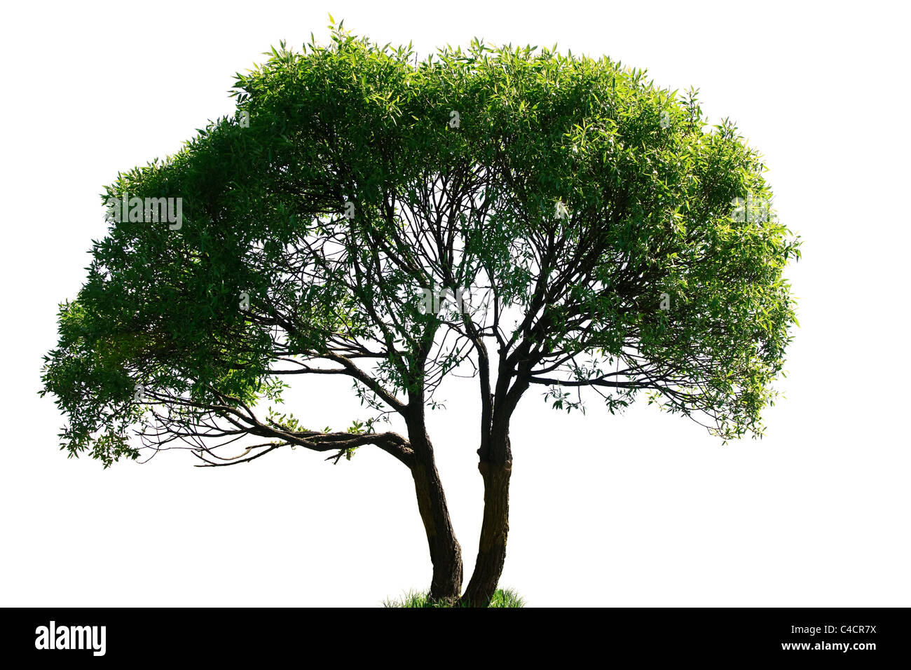 tree isolated on white background Stock Photo - Alamy