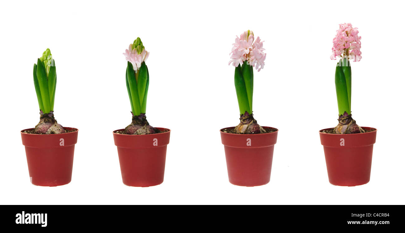 Stages of development of a hyacinth against white background Stock ...