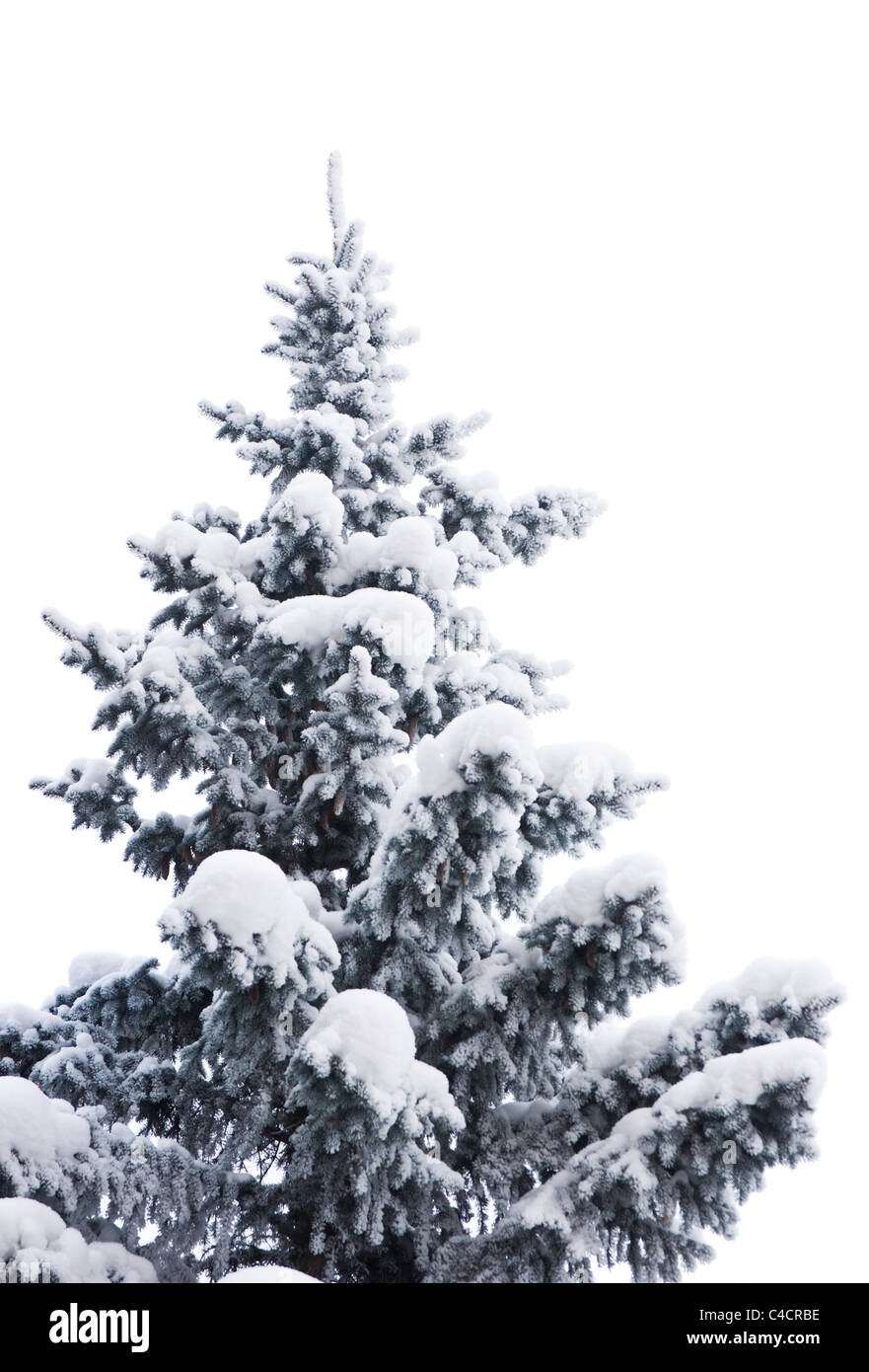 Pine tree needle in Cut Out Stock Images & Pictures - Alamy