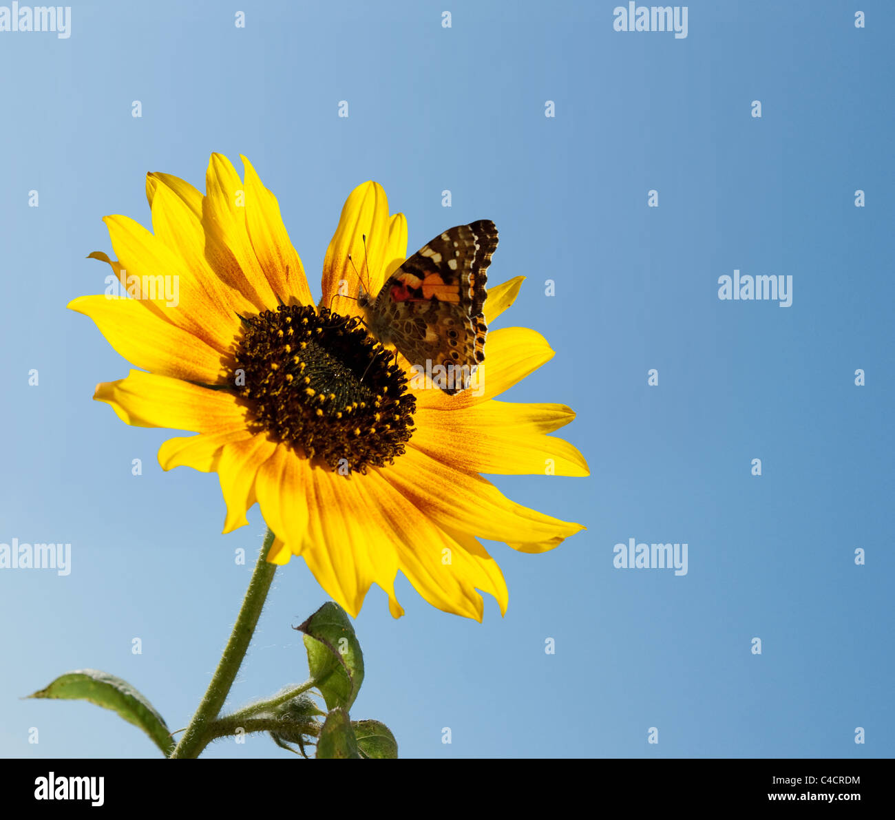 Monarch butterfly sunflower pollination hi-res stock photography and ...