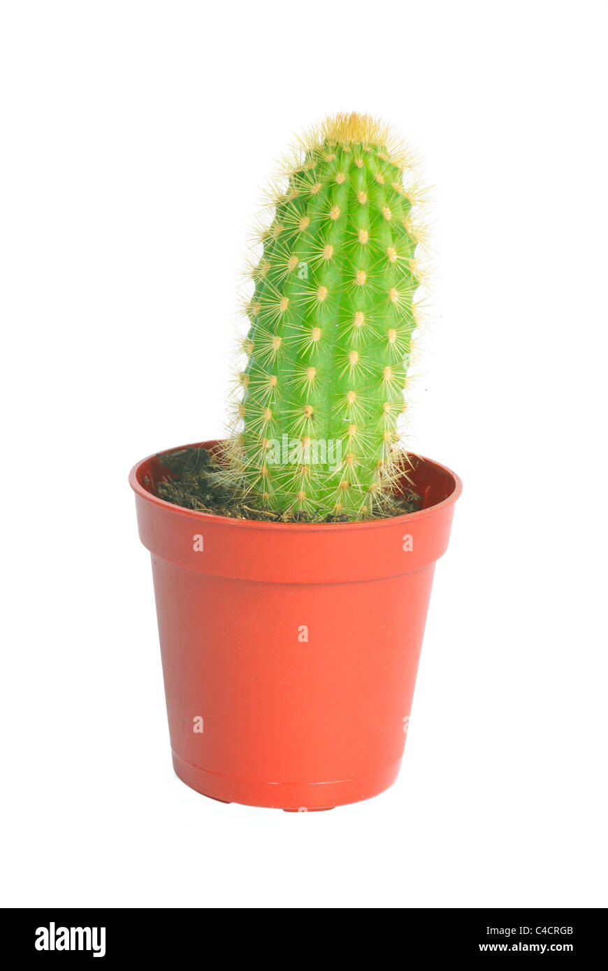 cactus in pot isolated on white background Stock Photo - Alamy