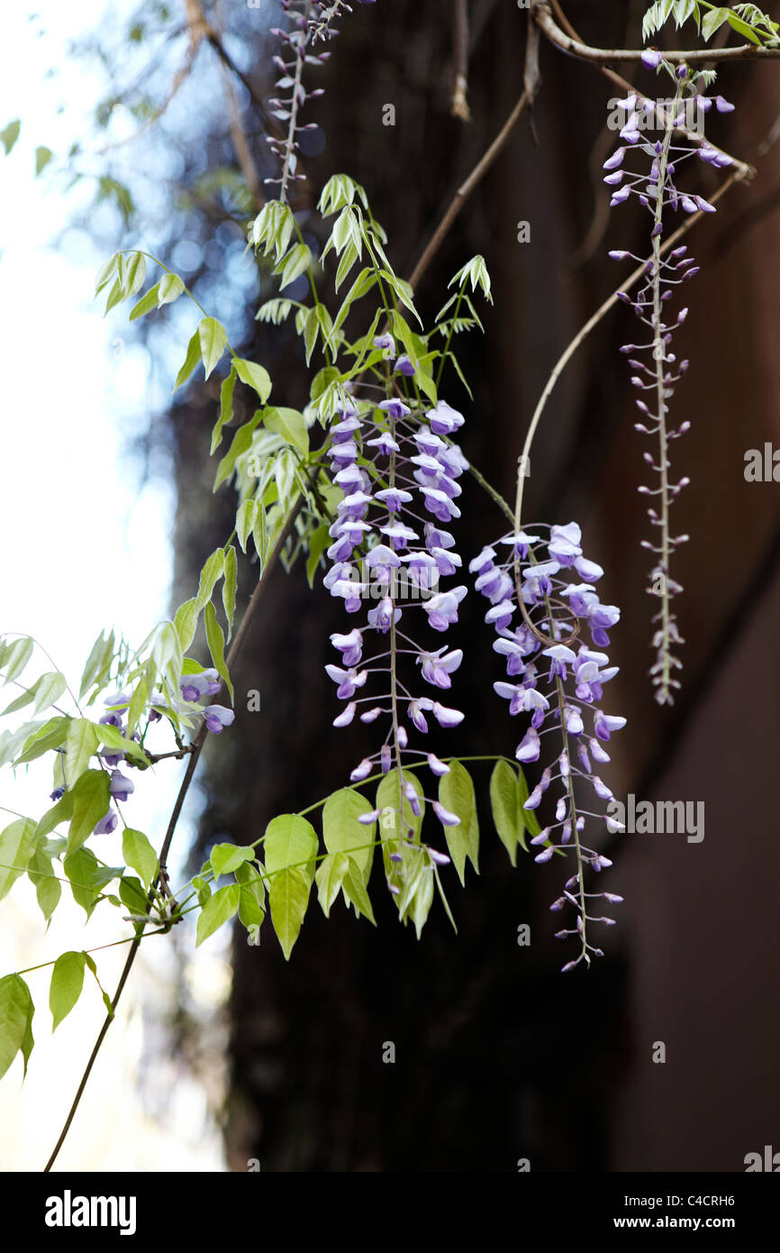 Wisteria in Rome, Italy Stock Photo - Alamy