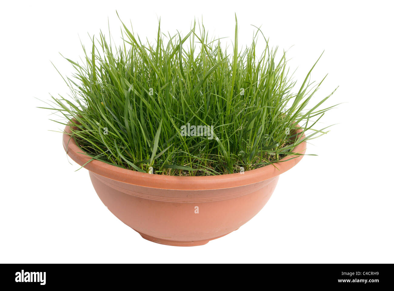 grass in pot Stock Photo - Alamy