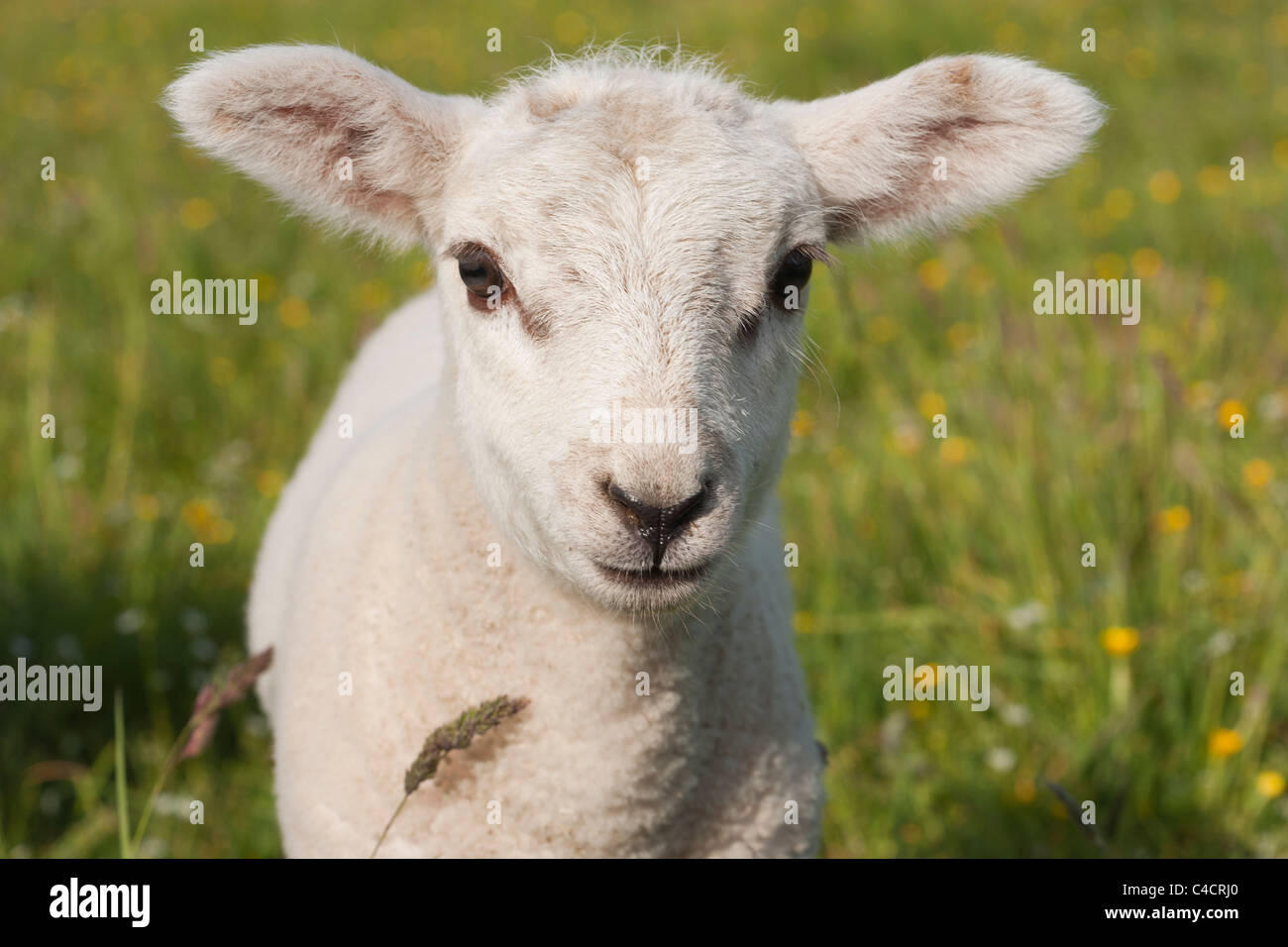 Orphan lamb hi-res stock photography and images - Alamy