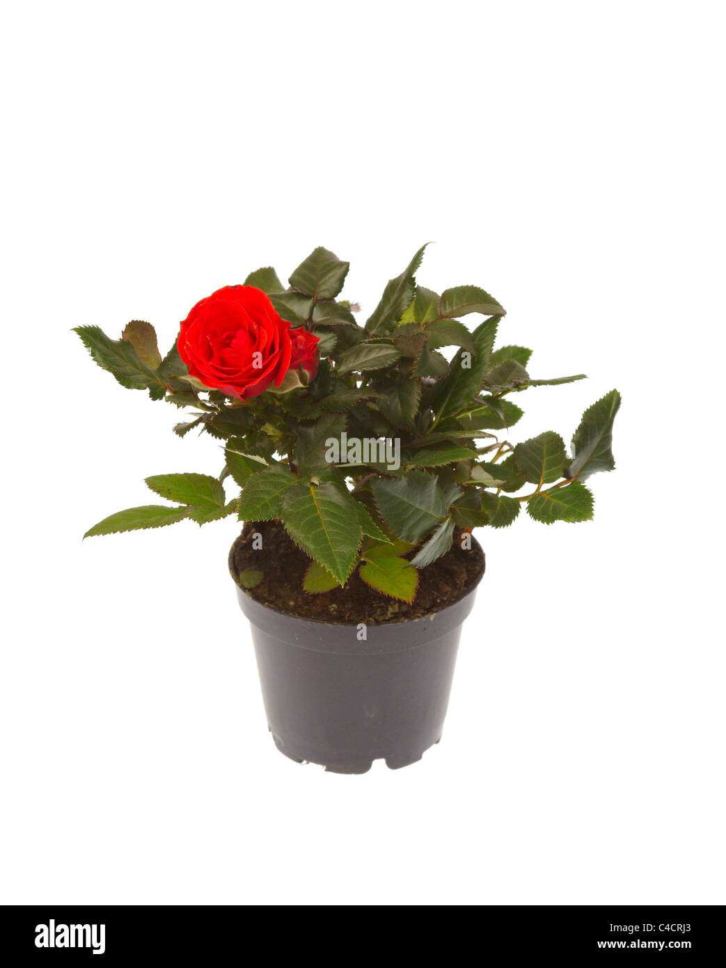 rose in pot isolated on white background Stock Photo - Alamy