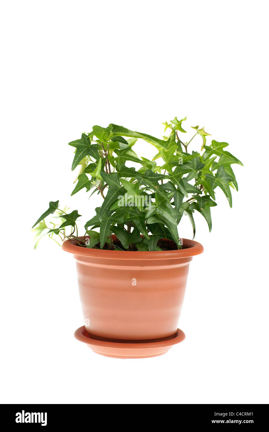 ivy in pot isolated on white background Stock Photo - Alamy