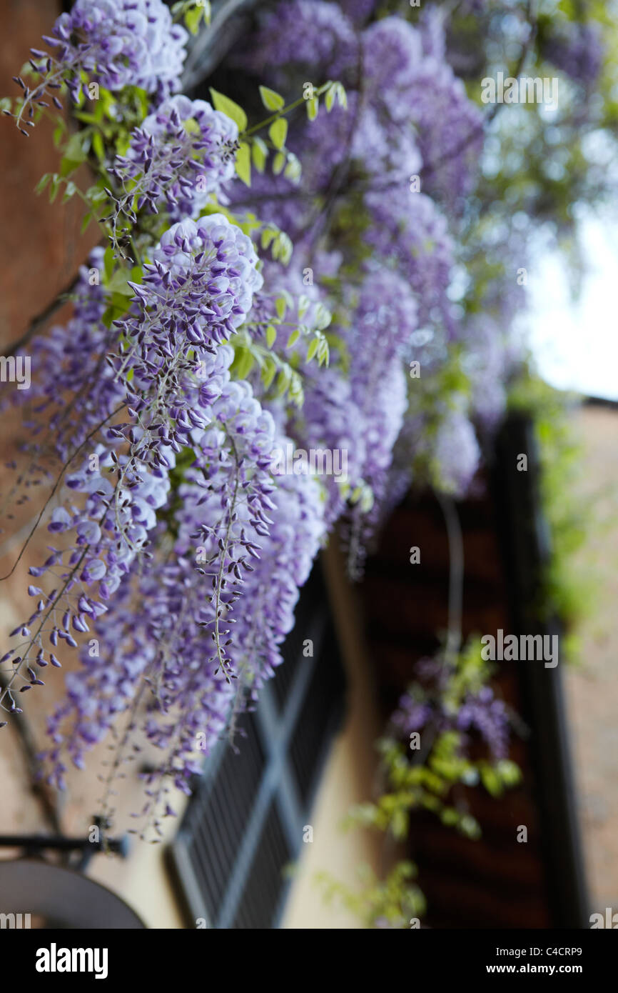 Wisteria in Rome, Italy Stock Photo - Alamy