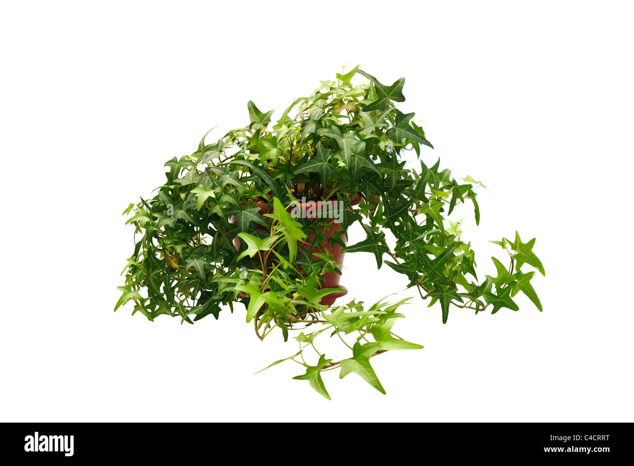 ivy in pot against white background Stock Photo - Alamy